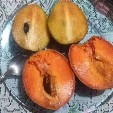 El Zapote Mamey Y El Chicozapote Diferencias Y Similitudes Aprende