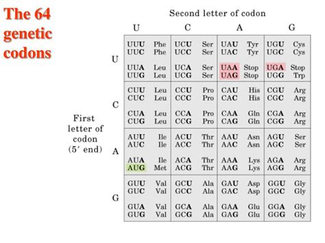 Ppt Chapter 12 Protein Biosynthesis 蛋白质生物合成 Powerpoint Presentation