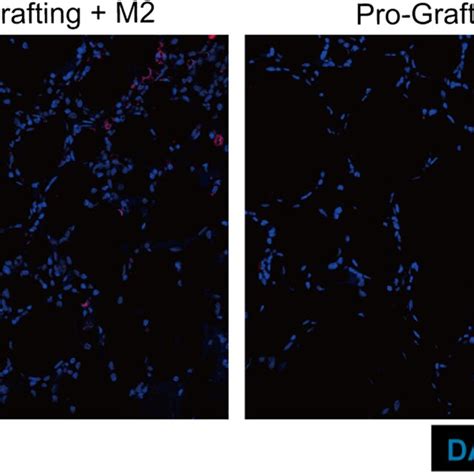 Immunofluorescence Staining Of Grafts For Cd31 In The Pro‐grafting And