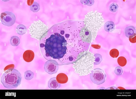 Bone Marrow Cells Under Microscope