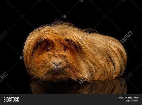 Peruvian Guinea Pig Image And Photo Free Trial Bigstock Peruvian Guinea Pig Image And Photo Free Trial Bigstock