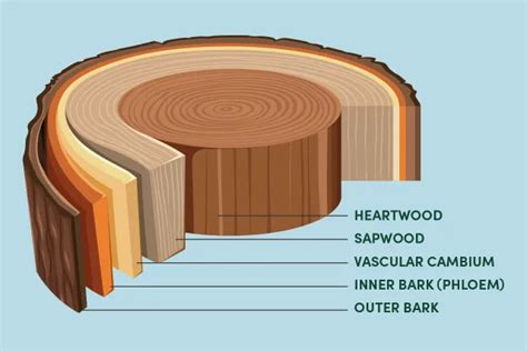 Tree Guide Arbor Day Foundation