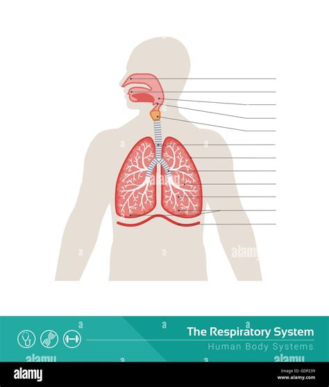 Human Respiratory System Diagram