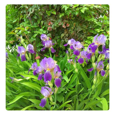 Bush Iris Aquarius Rising