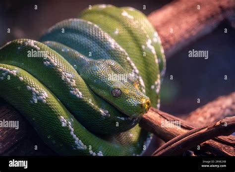 Green Tree Python Morelia Viridis Wrapped Around Branch And Watching Surroundings Stock Photo