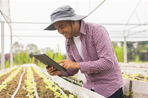 농업은 높은 야채 플롯에서 토양 품질과 녹색 오크 야채를 모니터링하기 위해 생산 제어 정제를 사용합니다 농업을 연구하고 발전하기