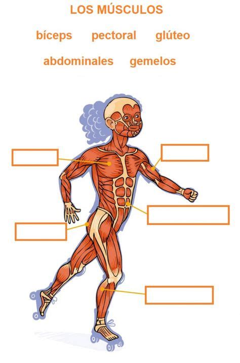 Los Musculos Para Colorear