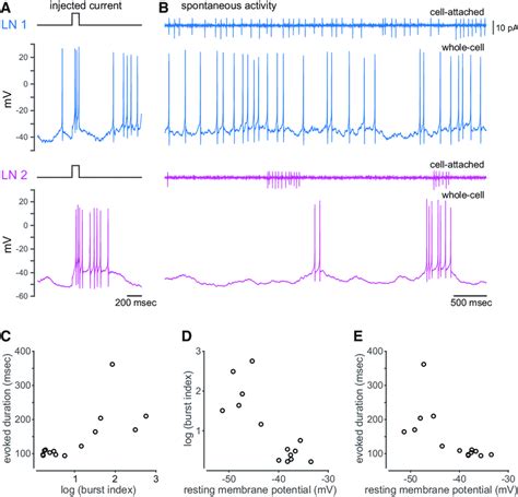 Intrinsic Properties Correlate With Integration Time A Depolarization Download Scientific