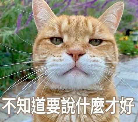 Pin Von 元傑 王 Auf 幽默