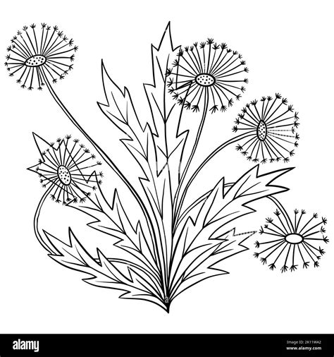 Hand Drawn Illustration Of Dandelion Flower With Leaves Wild Meadow
