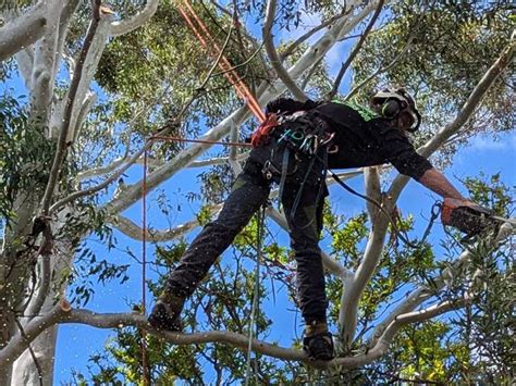Tree Lopping Services In Sydney MR TREES