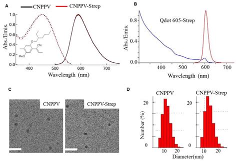 Ultrasensitive Detection Of Proteins On Western Blots With