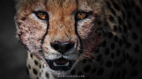 Wildlife – OZON.PHOTO