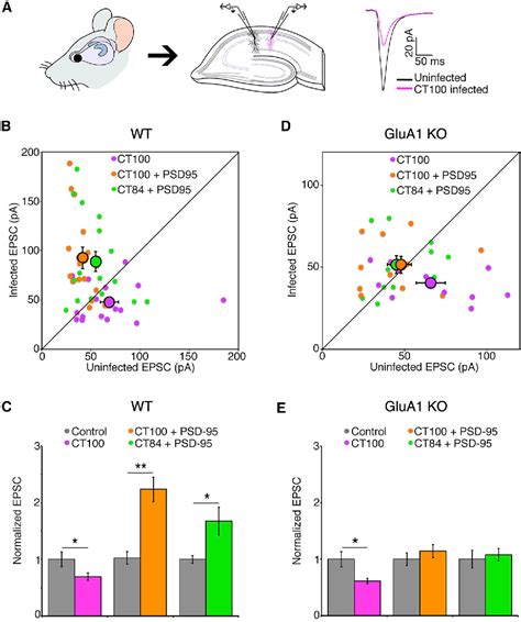 Figure 1 From Psd 95 Protects Synapses From β Amyloid Semantic Scholar