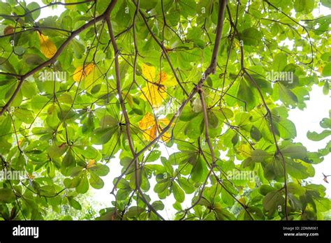 Look Up On The Branches Of Terminalia Catappa Trees Green On White Sky