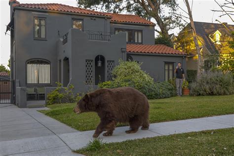 Un Oso Ataca A Una Mujer Del Sur De California Que Paseaba A Su Perro