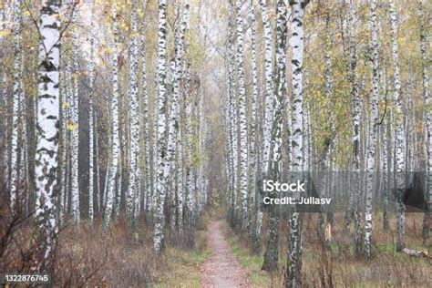 10 월에 붉은 가을 자작 나무 숲에서 자작 나무와 아름다운 추상적 인 장면 0명에 대한 스톡 사진 및 기타 이미지 0명 10월 가을 Istock