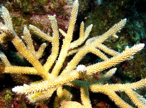 Staghorn Coral Acropora Cervicornis Grand Cayman Photo 2