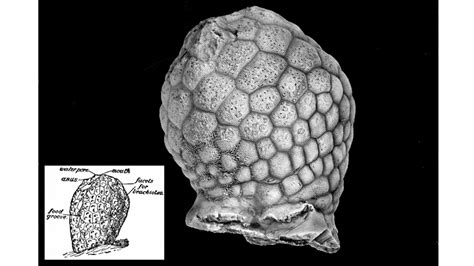 Exclusively Fossil Taxa Digital Atlas Of Ancient Life
