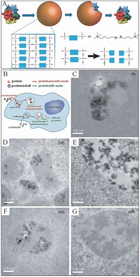 Schematic Illustration Of A Synthesis Of The Gsh‐sensitive Hybrid Download Scientific Diagram