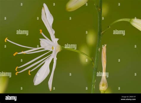 Spider Plant St Bernard Lily Anthericum Ramosum Flower Austria