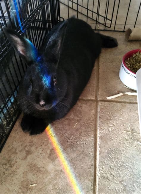 Does Anyone In Jax Have A Weeping Willow Tree I Can Trim For My Buns