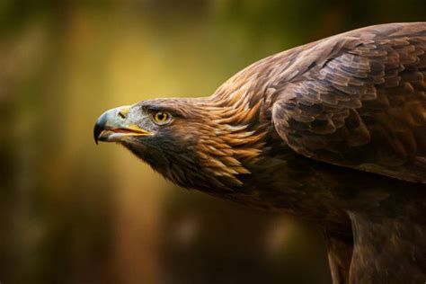 35500 Cabeza Aguila Fotografías De Stock Fotos E Imágenes Libres De