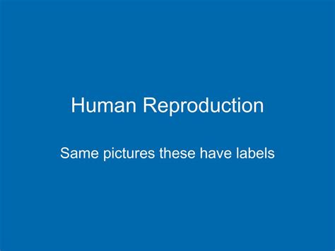 Ppt Human Reproduction Powerpoint Presentation Free Download Id