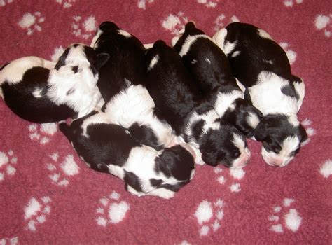 Kennel Hotfeet Eva Wiklund Norma Eddie Valpar 9 Dygn Gamla