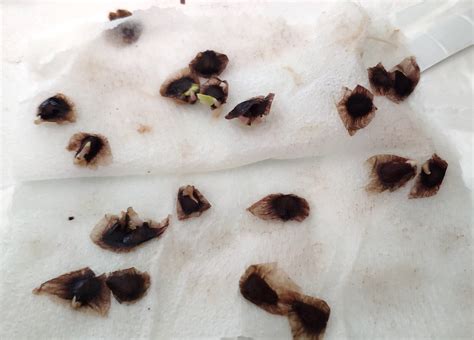 How To Grow Jacaranda Trees From Seeds At Ralph Rutter Blog