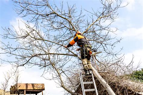 Double J Tree Service Boise Tree Cabling And Bracing