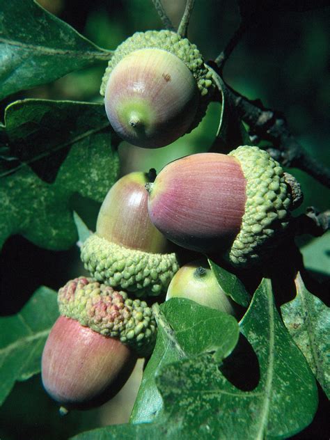Quercus Alba Characteristics Quercus Alba Tree Seeds White Oak