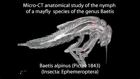 3d Micro Ct Study Of The Anatomy Of The Nymph Of The Mayfly Baetis