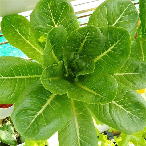 lettuce npk dataset kaggle