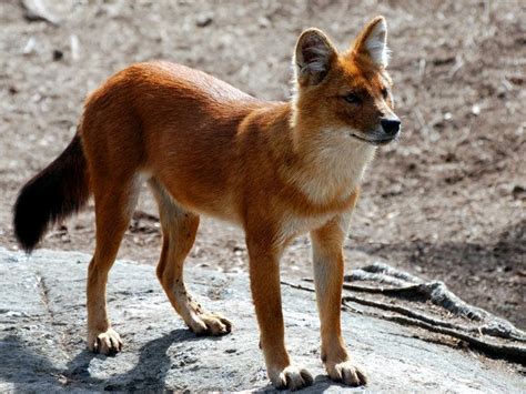 Dhole Alchetron The Free Social Encyclopedia