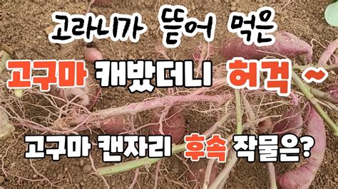 고구마순 고라니가 뜯어먹은 고구마캐보기 고구마캔자리후속작물 고구마수확시기 꿀고구마 Youtube