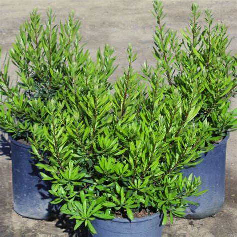 Pacific Wax Myrtle Myrica Californica Plants Express