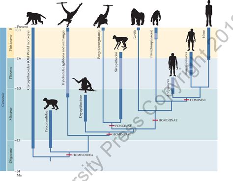 Primates Evolution