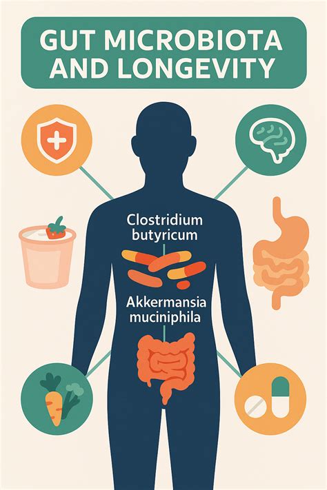 Longevity And The Microbiota How Gut Health Influences Lifespan Akkermansia Life Next