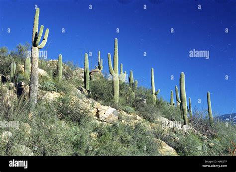 The 150th Anniversary Of The Tonto National Forest In Arizona