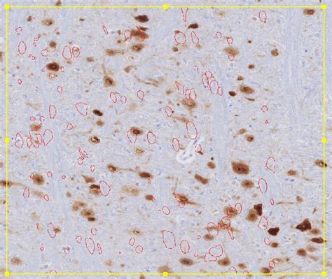 Does Cellpose4 Cellpose Sam Work With Qupath And Fiji Wrappers Usage And Issues Imagesc Forum