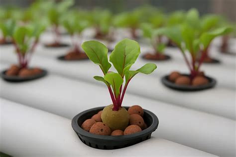 Fresh Beets My Journey To Growing Them In Small Spaces Purely