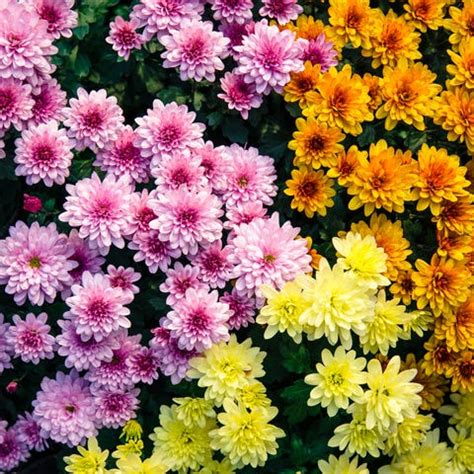 How To Plant Chrysanthemums Best Time To Plant Mums