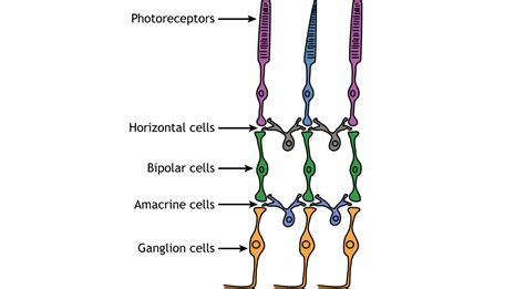 Vision The Retina Foundations Of Neuroscience