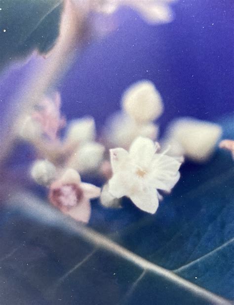 Chrysobalanus Icaco Trees Of Costa Ricas Pacific Slope