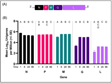 Viruses Free Full Text Vesicular Stomatitis Virus Elicits Early