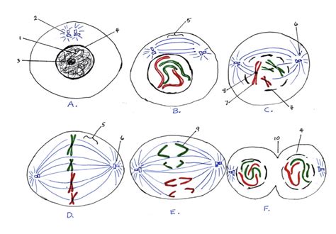Mitosis Structures Diagram Quizlet