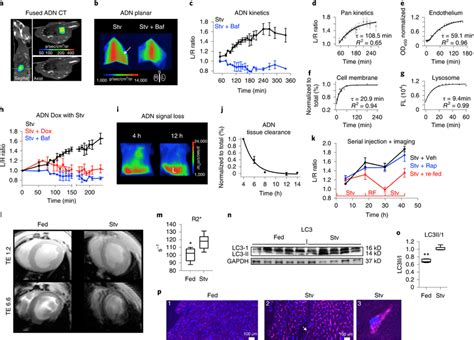 In Vivo Imaging Of Autophagy With Adn A Three Dimensional Fluorescence