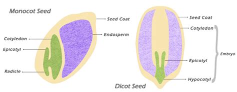 Examples Of Monocot Seeds