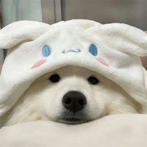 Top 225 Dog Pfp Ideas Cute Funny And Aesthetic Styles